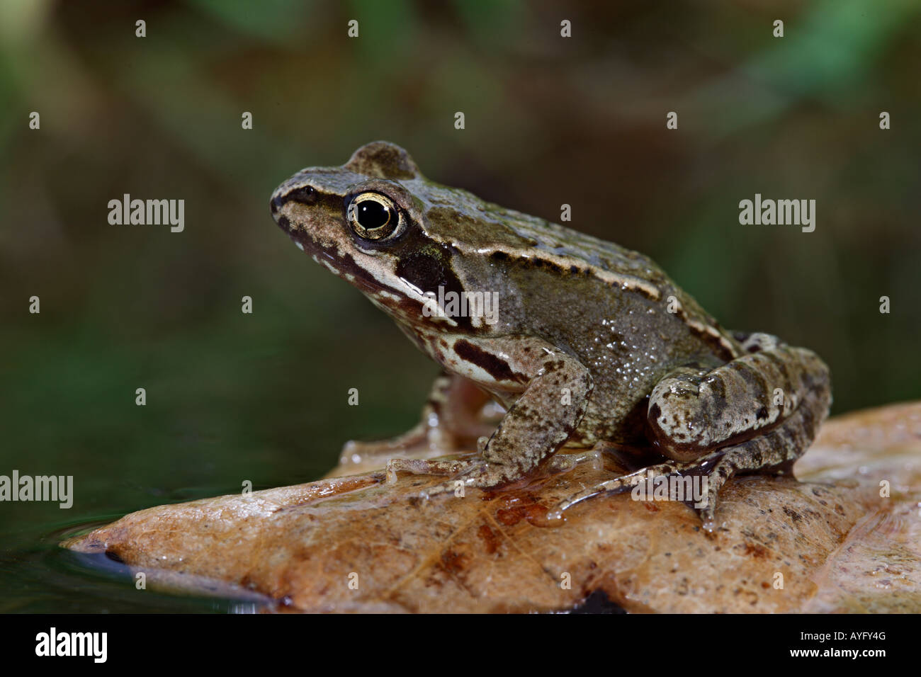 Common Frog Rana temporaria sitting on floating Oak leaf Potton ...