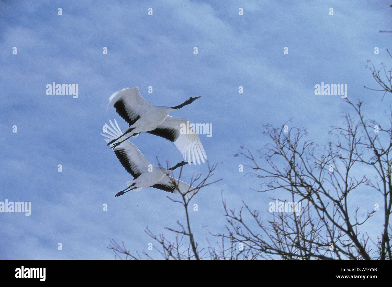 Flying Birds with Branches Stock Photo - Alamy