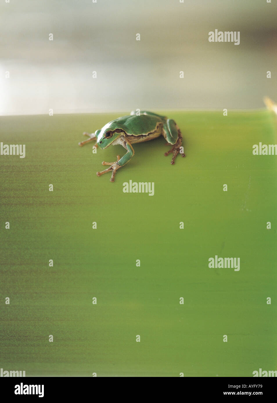 Frog on bamboo hi-res stock photography and images - Alamy