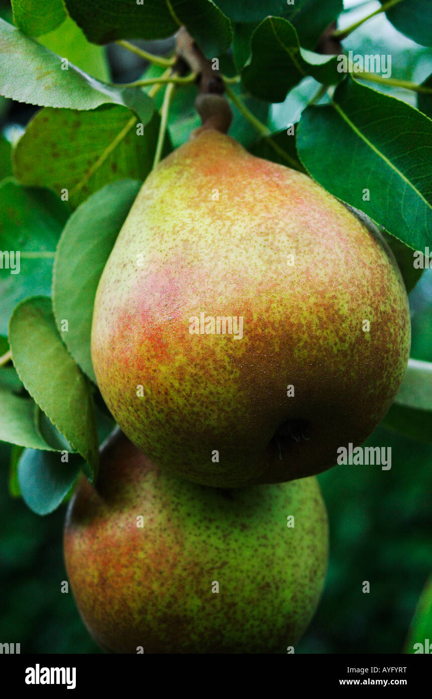 Pear doyenne du comice hi-res stock photography and images - Alamy