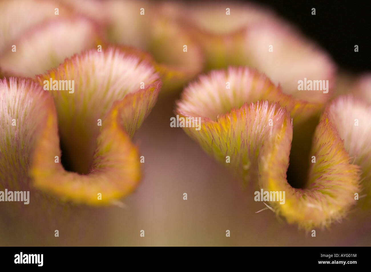 close up from a celosia Stock Photo - Alamy