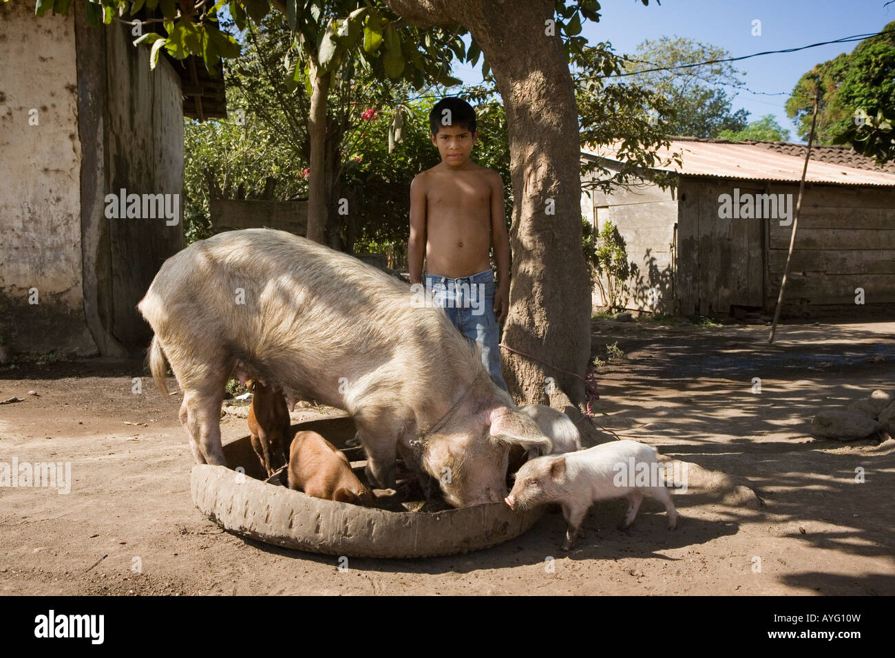 Boy and pigs Ometepe Island Nicaragua Stock Photo - Alamy