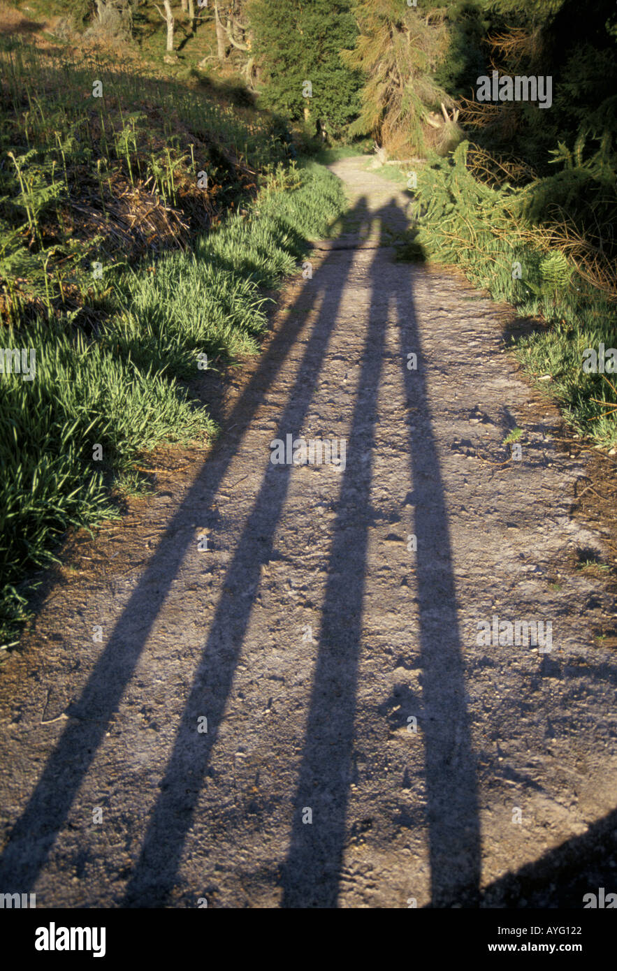 long shadows cast late in the day Stock Photo - Alamy
