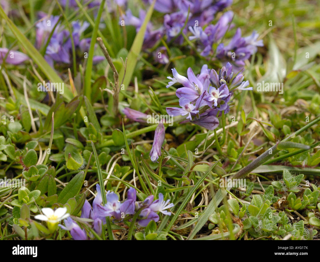 Common Milkwort, Polygala vulgaris Stock Photo - Alamy
