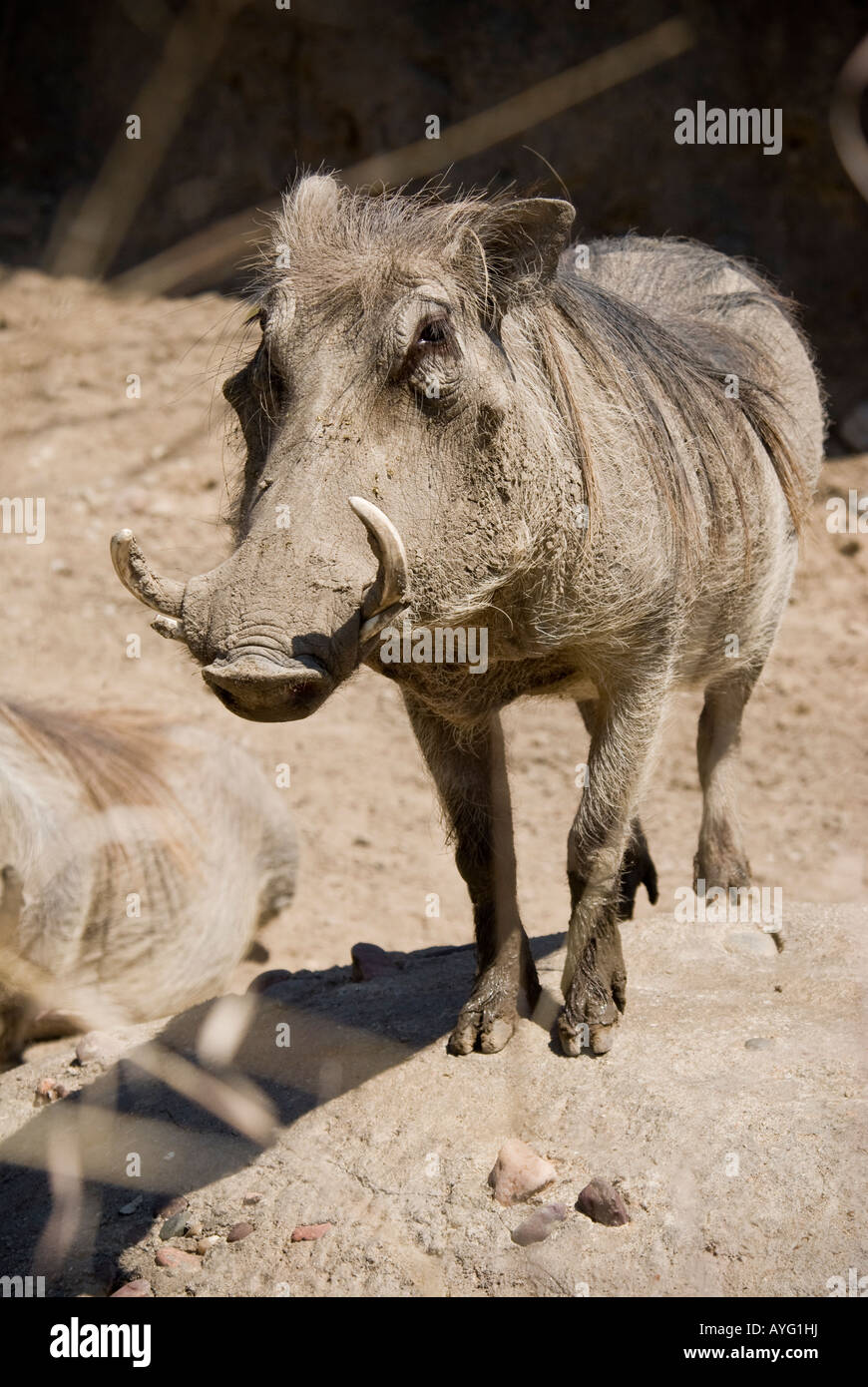 Warthog on duty Stock Photo - Alamy