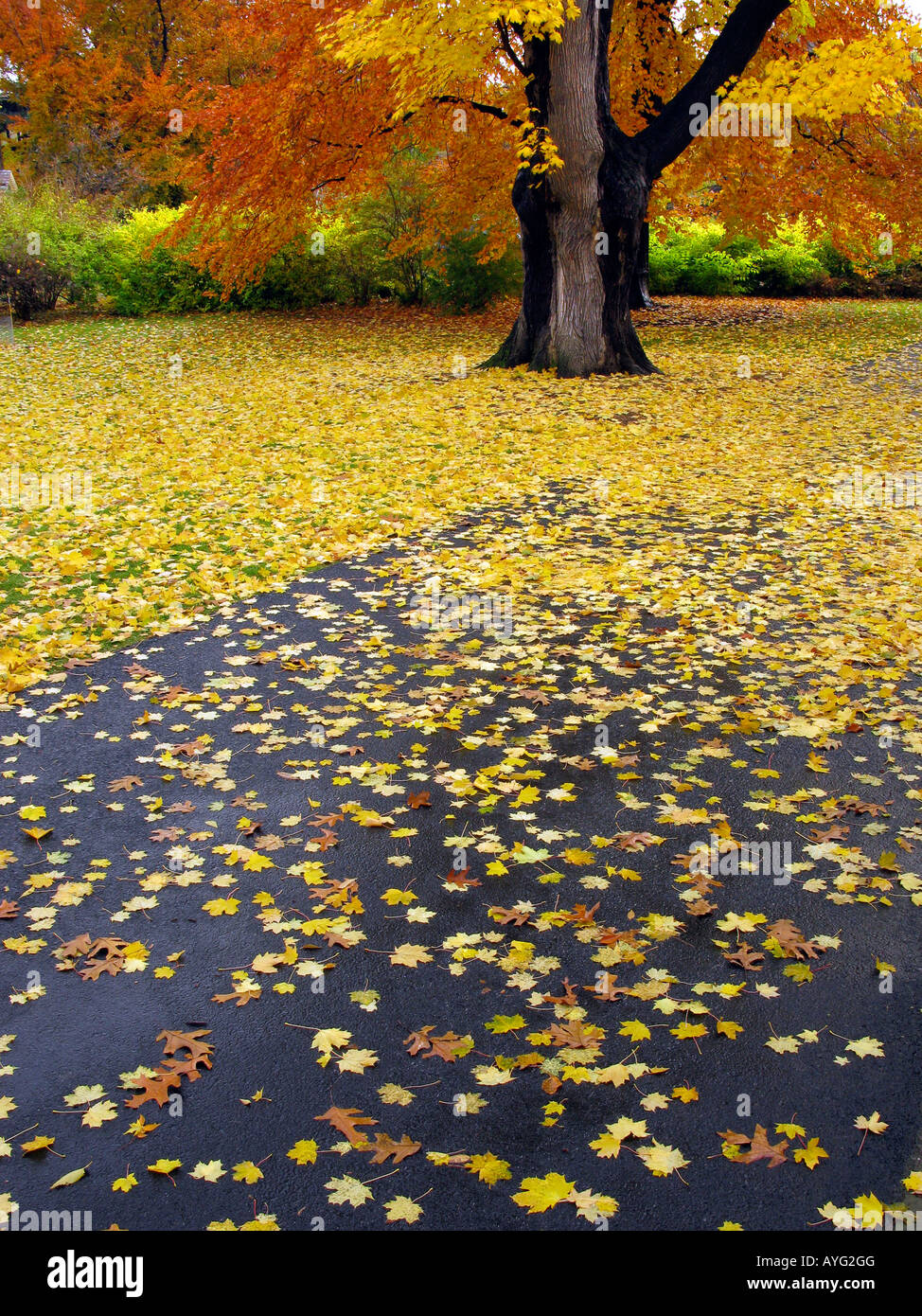 Maple tree shedding leafs on paved path Stock Photo - Alamy