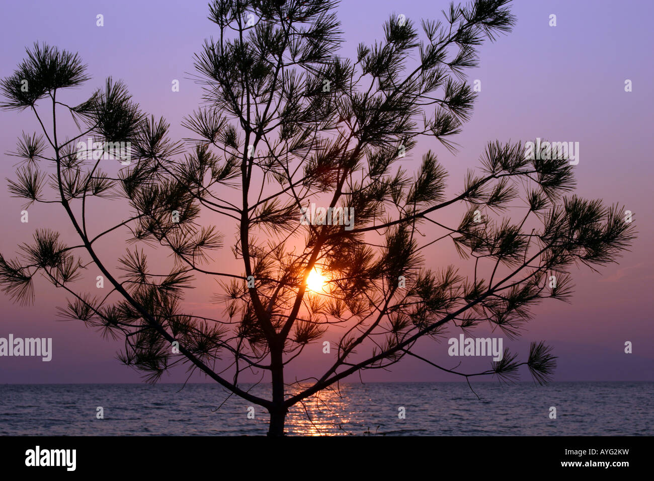 sunset through pine tree Stock Photo - Alamy