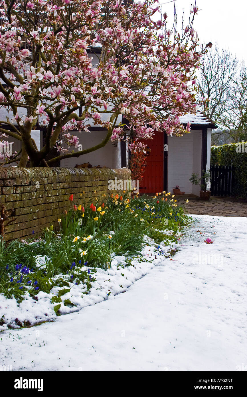 Spring blossom in a snow covered garden in West Sussex, UK 2008 Stock ...