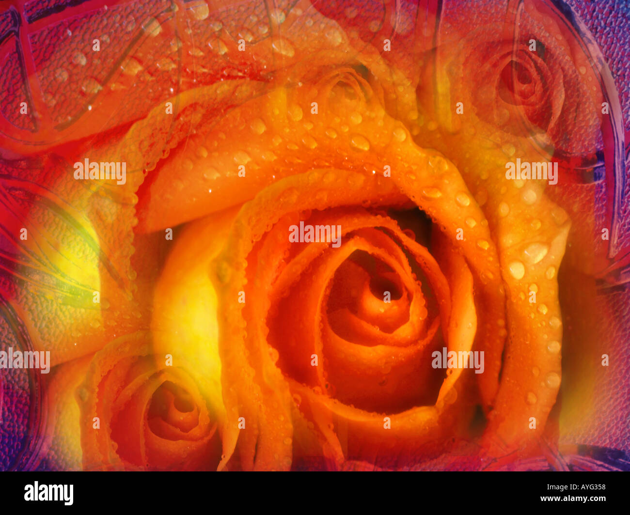 red rose abstract illustration Stock Photo - Alamy