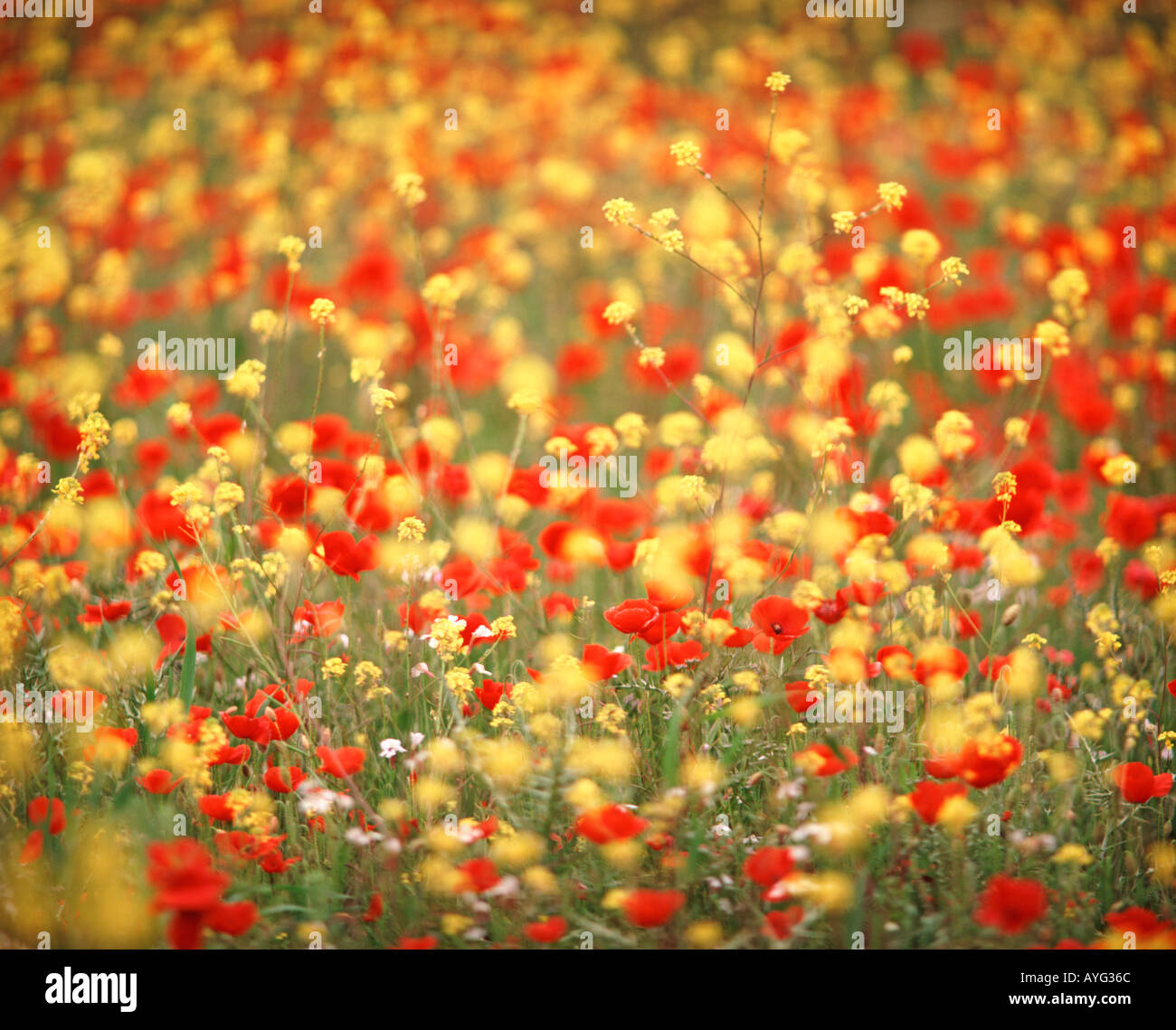 Field of wild flowers Stock Photo - Alamy
