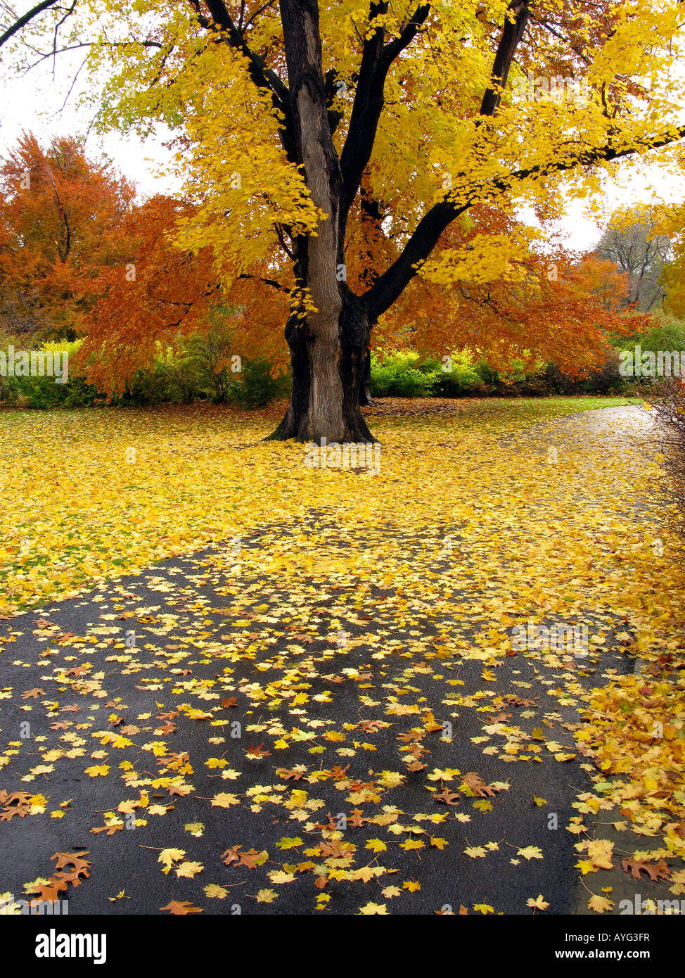 Maple tree shedding leafs on paved path Stock Photo - Alamy