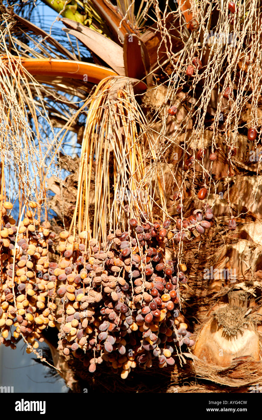 Israel , Eilat , date palm tree with ripe dates Stock Photo - Alamy