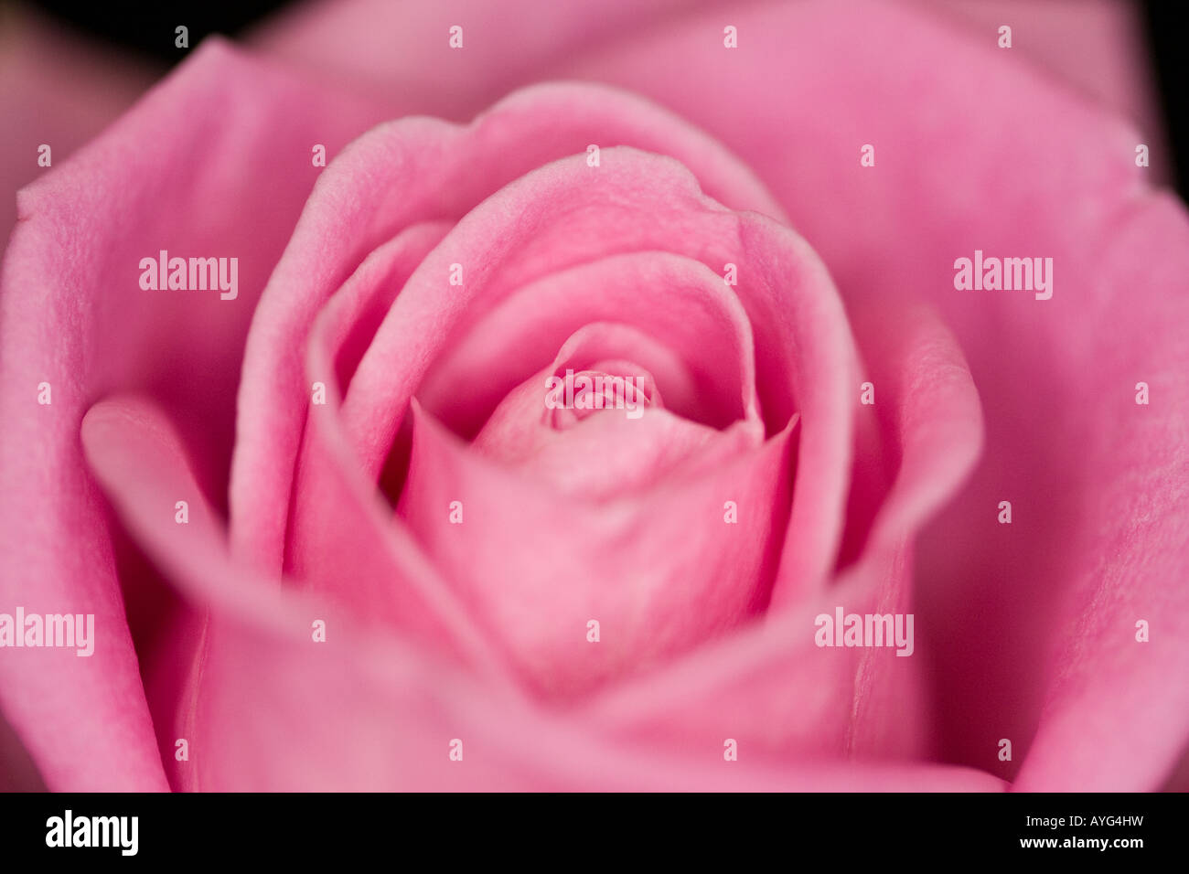 pink Rose - rosa Stock Photo - Alamy