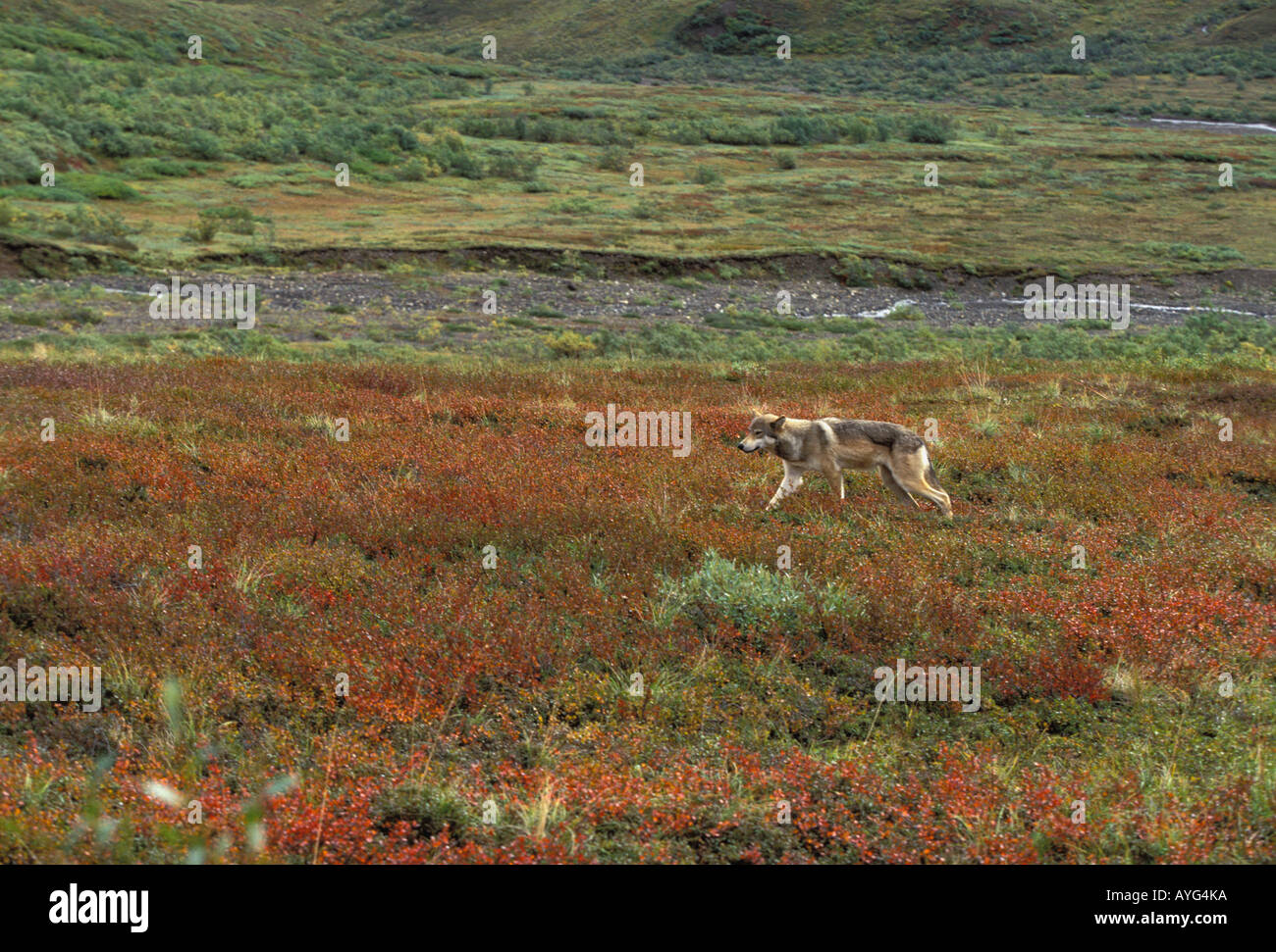 Gray Wolf in Denali National Park, Shot in the wild Stock Photo - Alamy