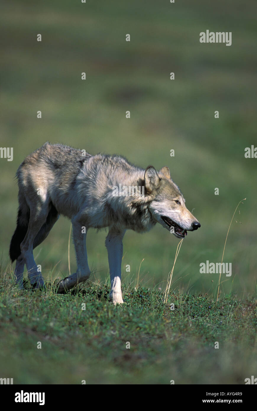 Gray Wolf in Denali National Park, Shot in the wild Stock Photo - Alamy