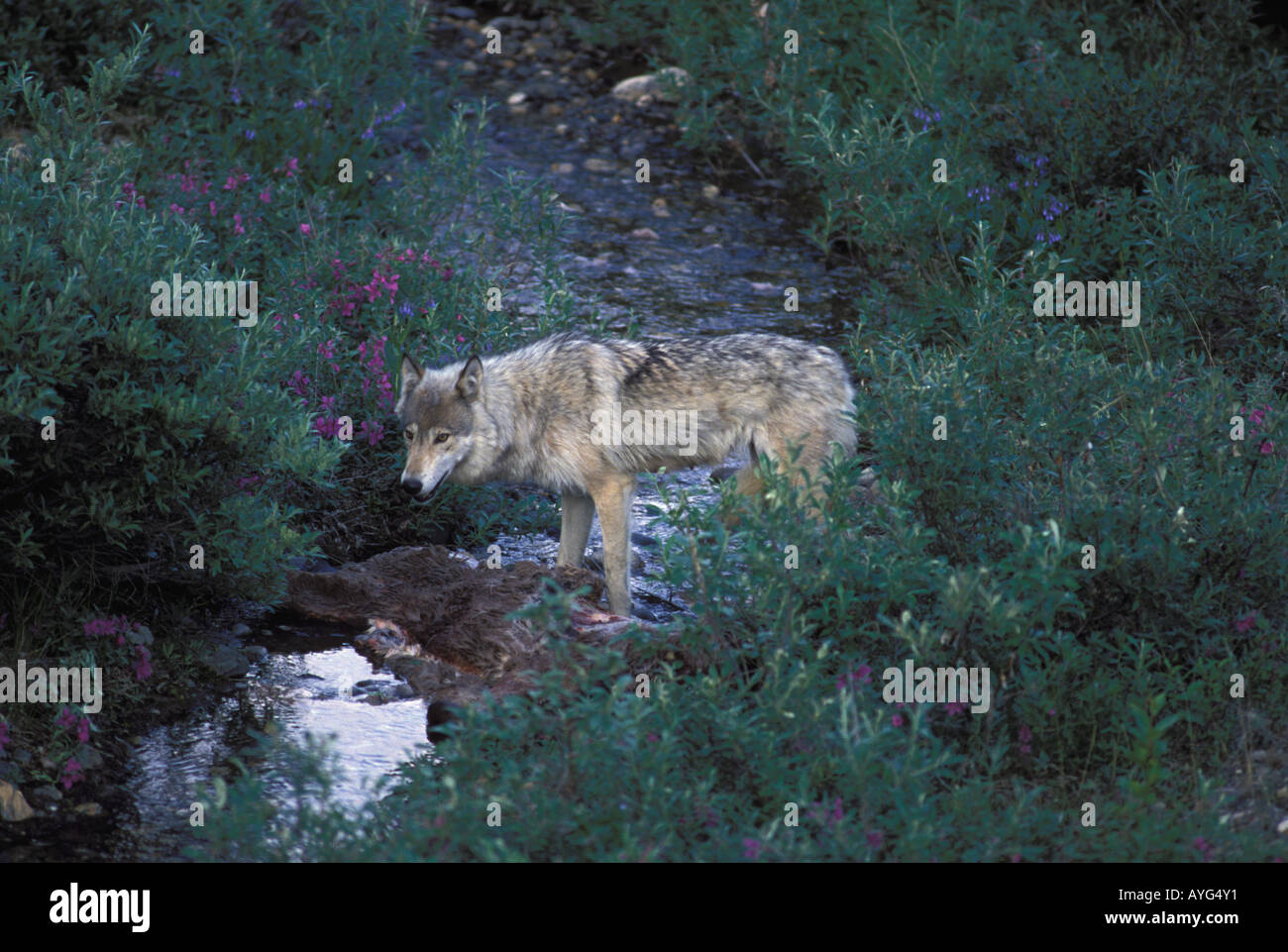 Gray Wolf in Denali National Park, Shot in the wild Stock Photo - Alamy