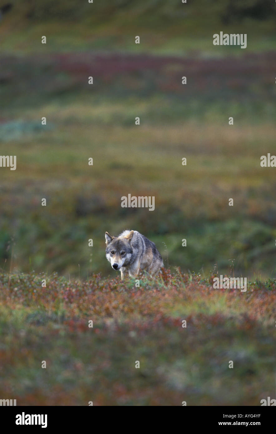 Gray Wolf in Denali National Park, Shot in the wild Stock Photo - Alamy