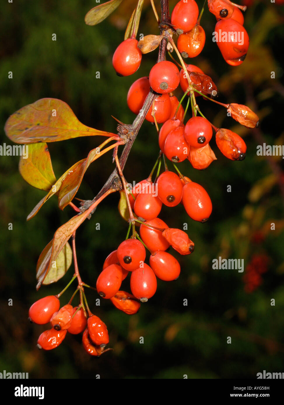 Euonymus europaeus Red Cascade tree fruit Stock Photo - Alamy