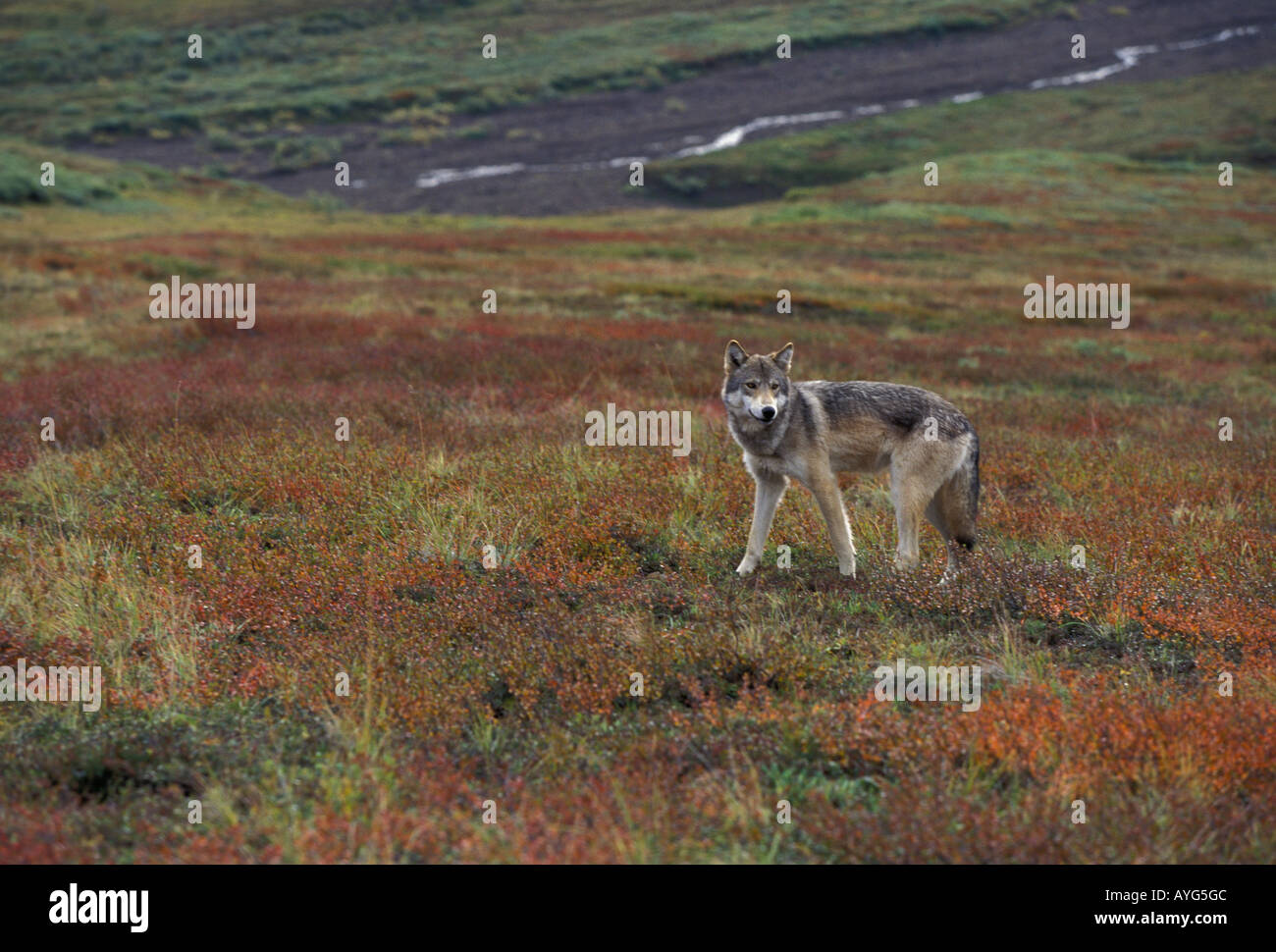 Gray Wolf in Denali National Park, Shot in the wild Stock Photo - Alamy