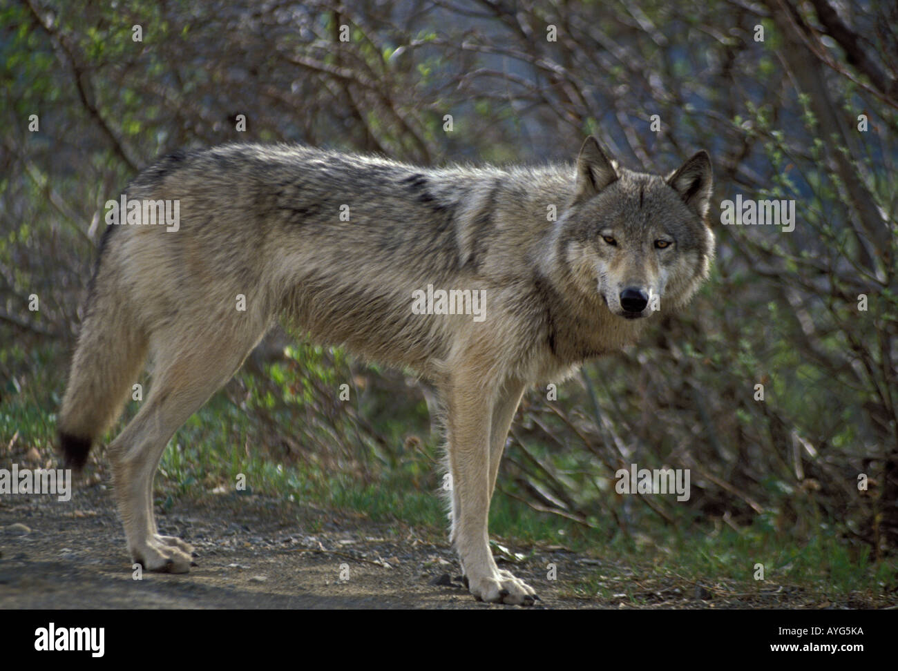 Gray Wolf in Denali National Park, Shot in the wild Stock Photo - Alamy