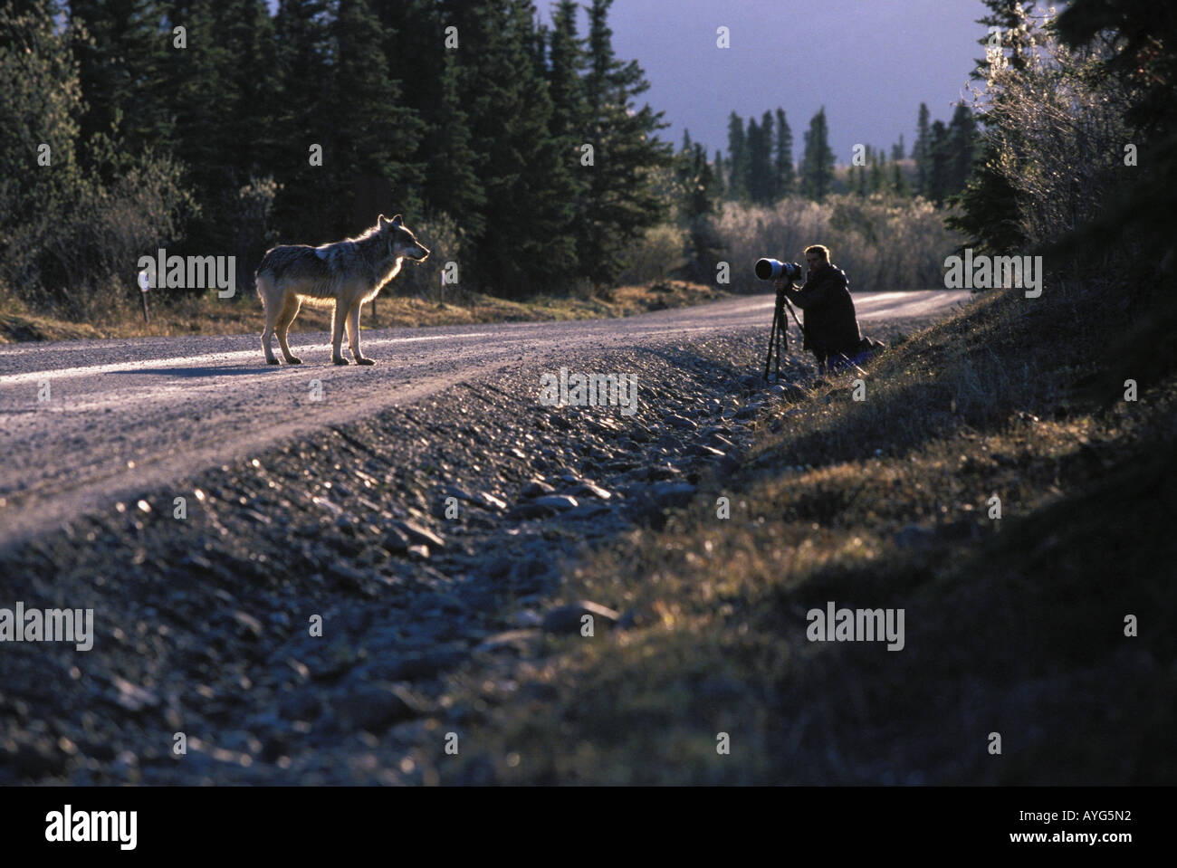 Gray Wolf in Denali National Park, Shot in the wild Stock Photo - Alamy