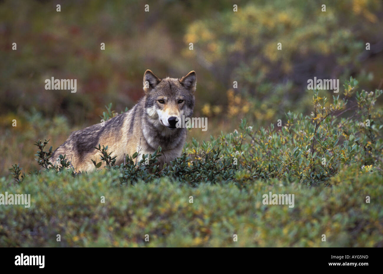 Gray Wolf in Denali National Park, Shot in the wild Stock Photo - Alamy