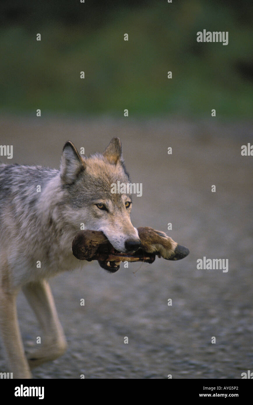 Gray Wolf in Denali National Park, Shot in the wild Stock Photo - Alamy