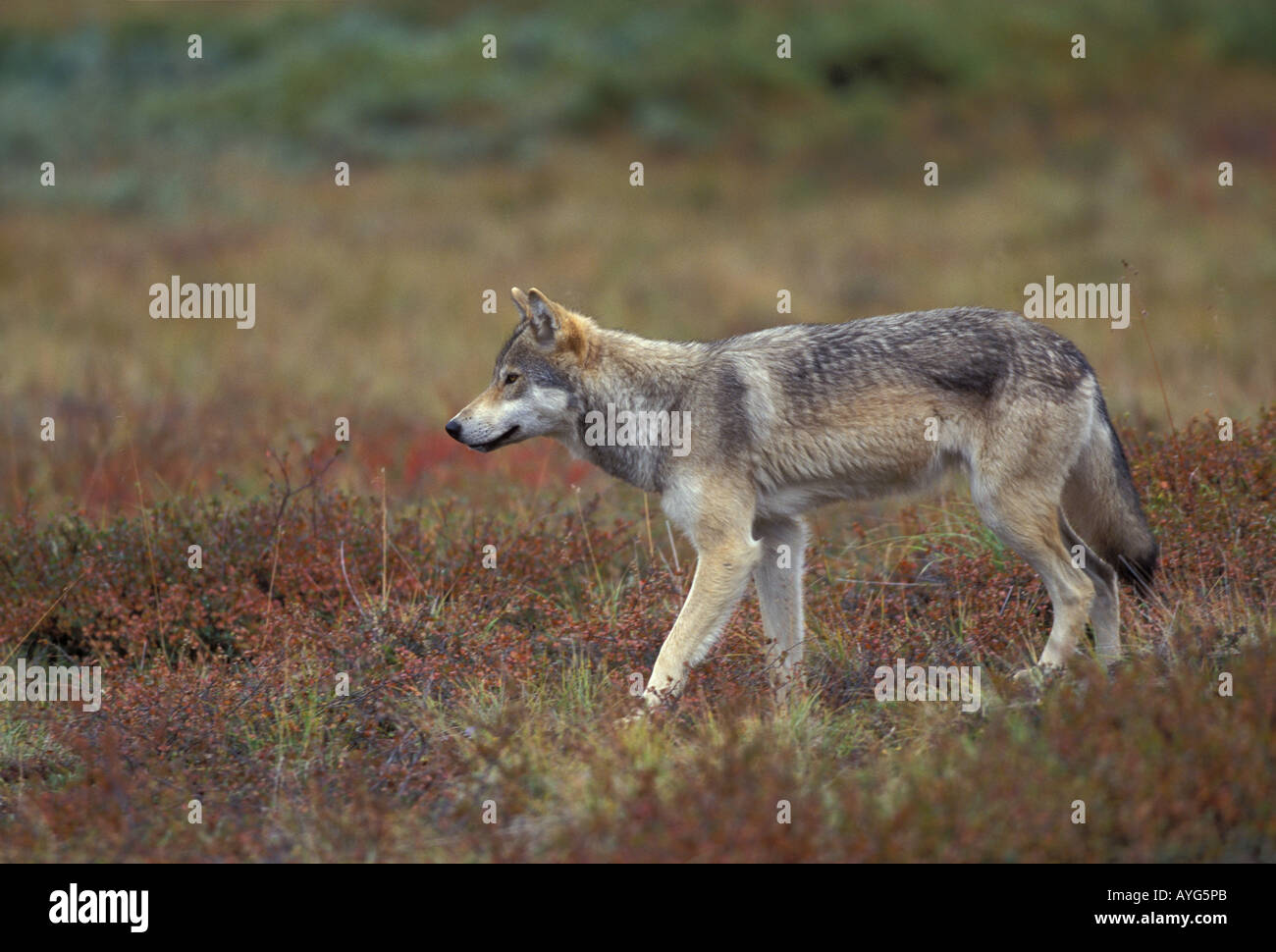 Gray Wolf in Denali National Park, Shot in the wild Stock Photo - Alamy