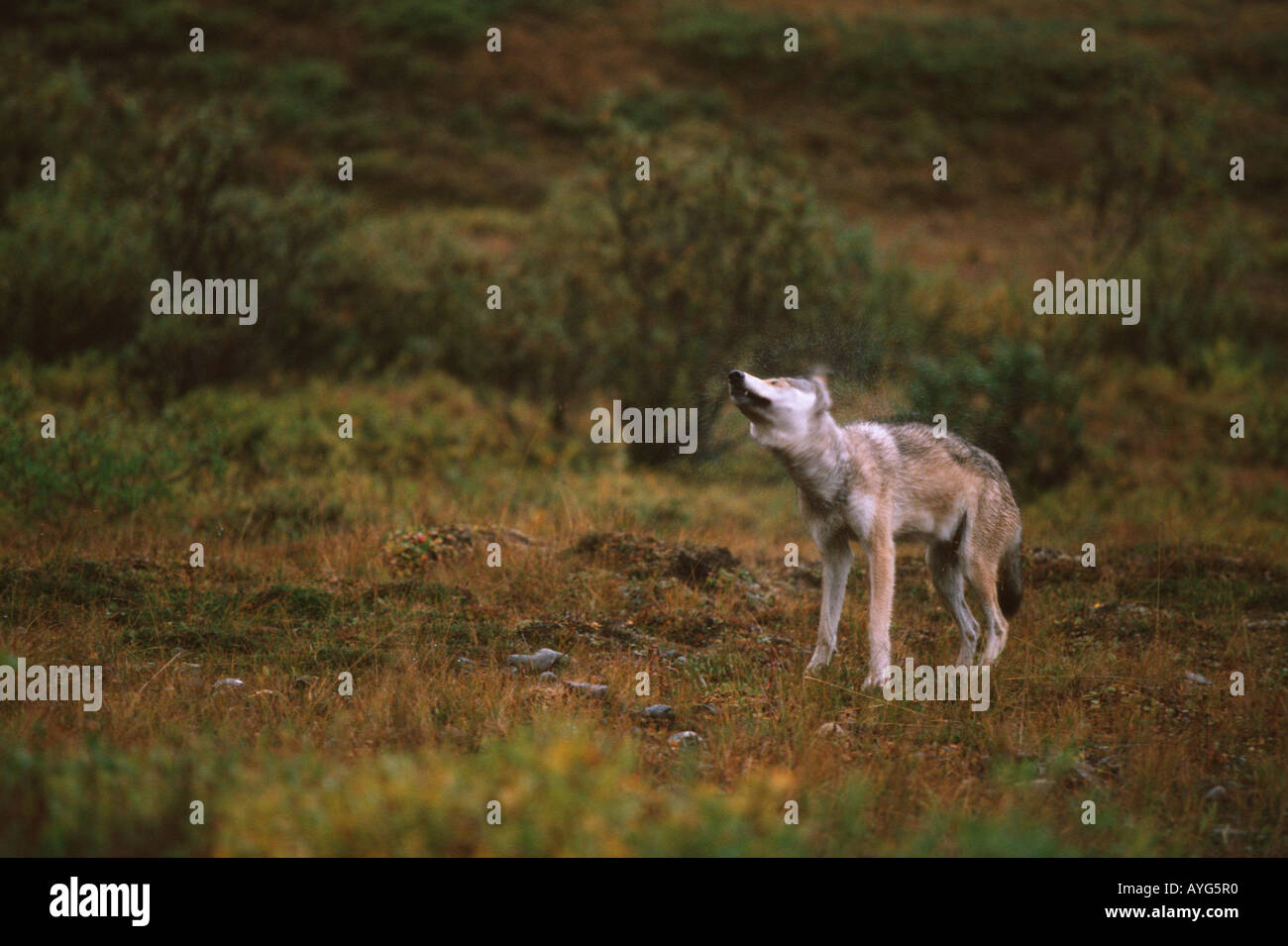 Gray Wolf in Denali National Park, Shot in the wild Stock Photo - Alamy