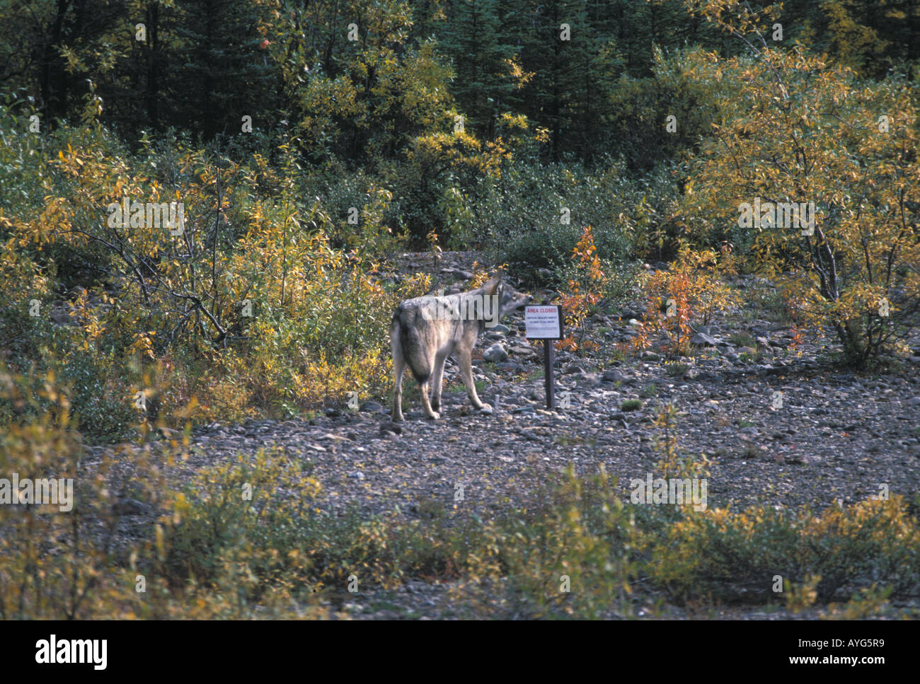 Gray Wolf in Denali National Park, Shot in the wild Stock Photo - Alamy