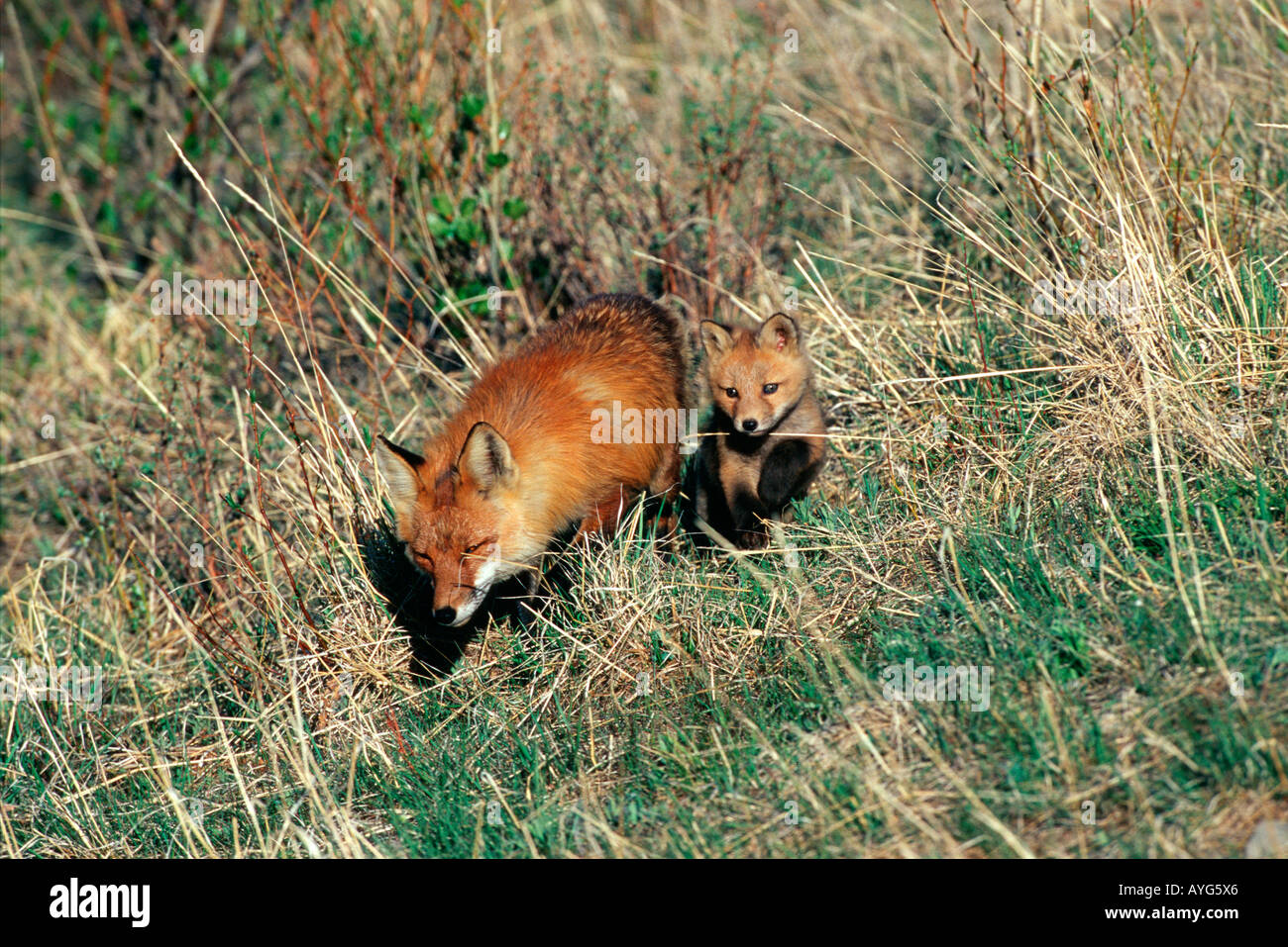 Red Fox in Denali National Park, Shot in the wild Stock Photo - Alamy