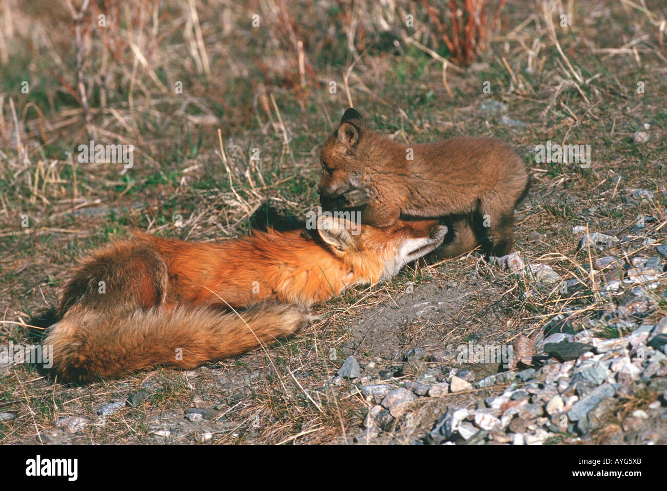 Red fox in denali hi-res stock photography and images - Alamy