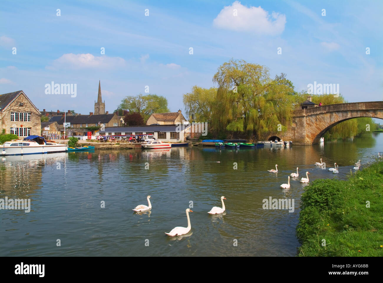 swans on the River Thames Lechlade Gloucestershire in summer Stock ...
