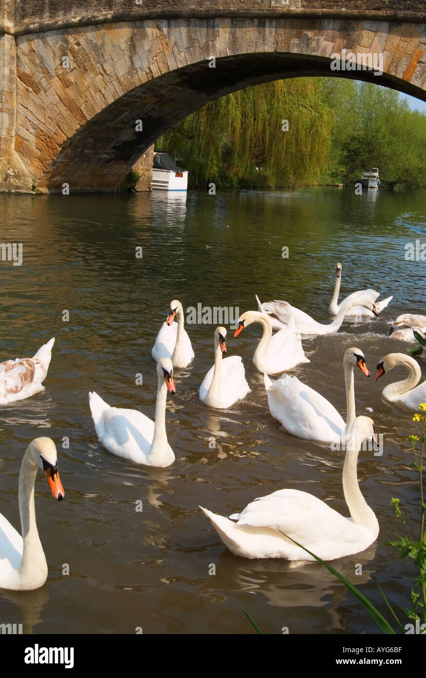 Swans feeding in river by bridge Stock Photo - Alamy
