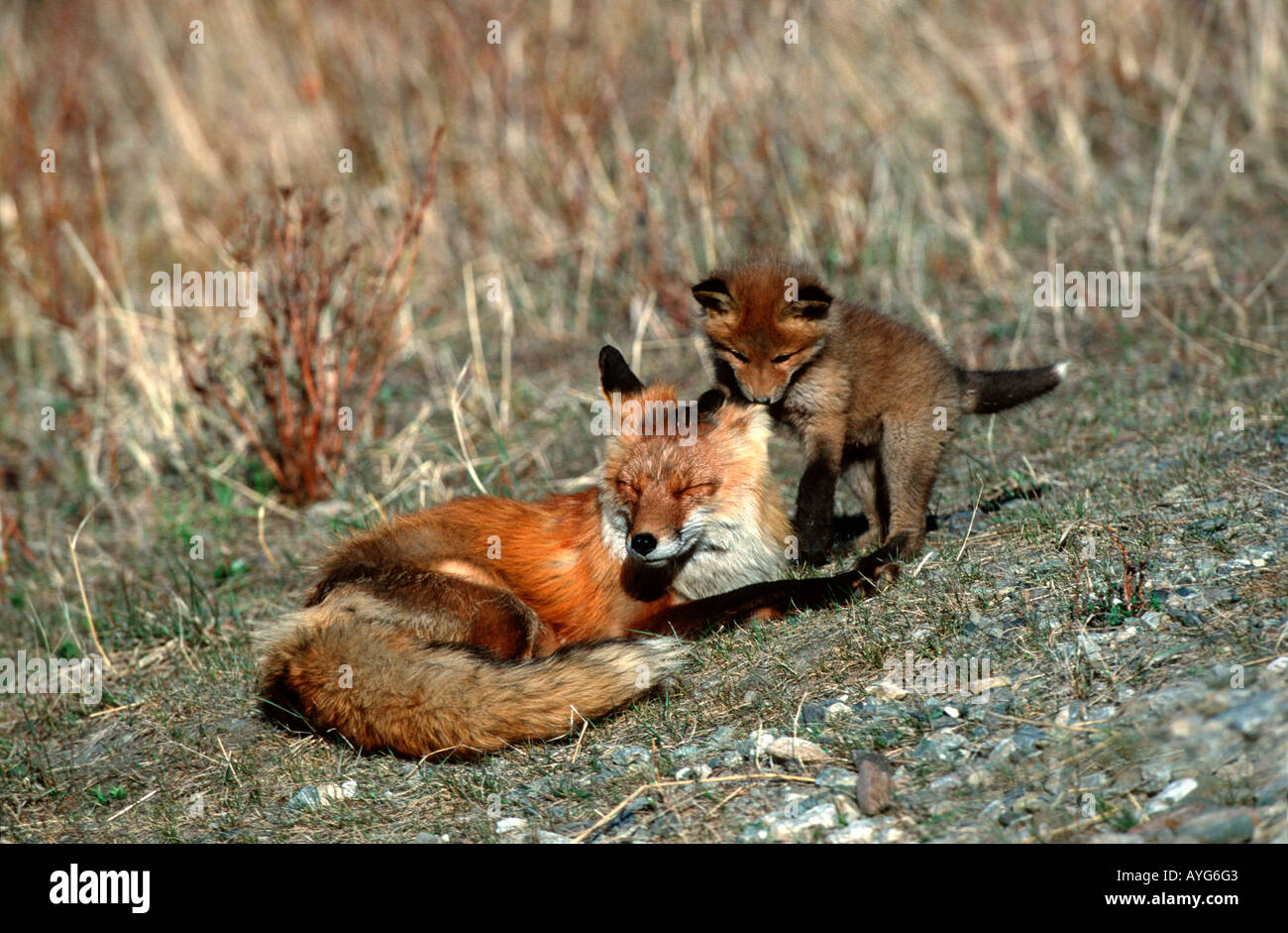 Red Fox vixen and kit in Denali National Park, Shot in the wild Stock ...