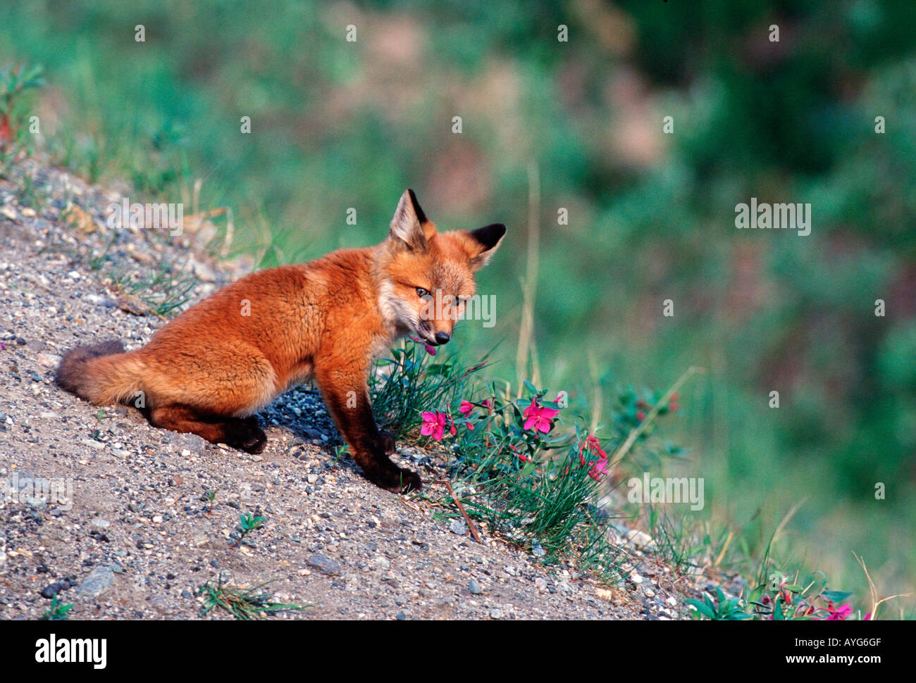 Red fox smart animal photo hi-res stock photography and images - Alamy