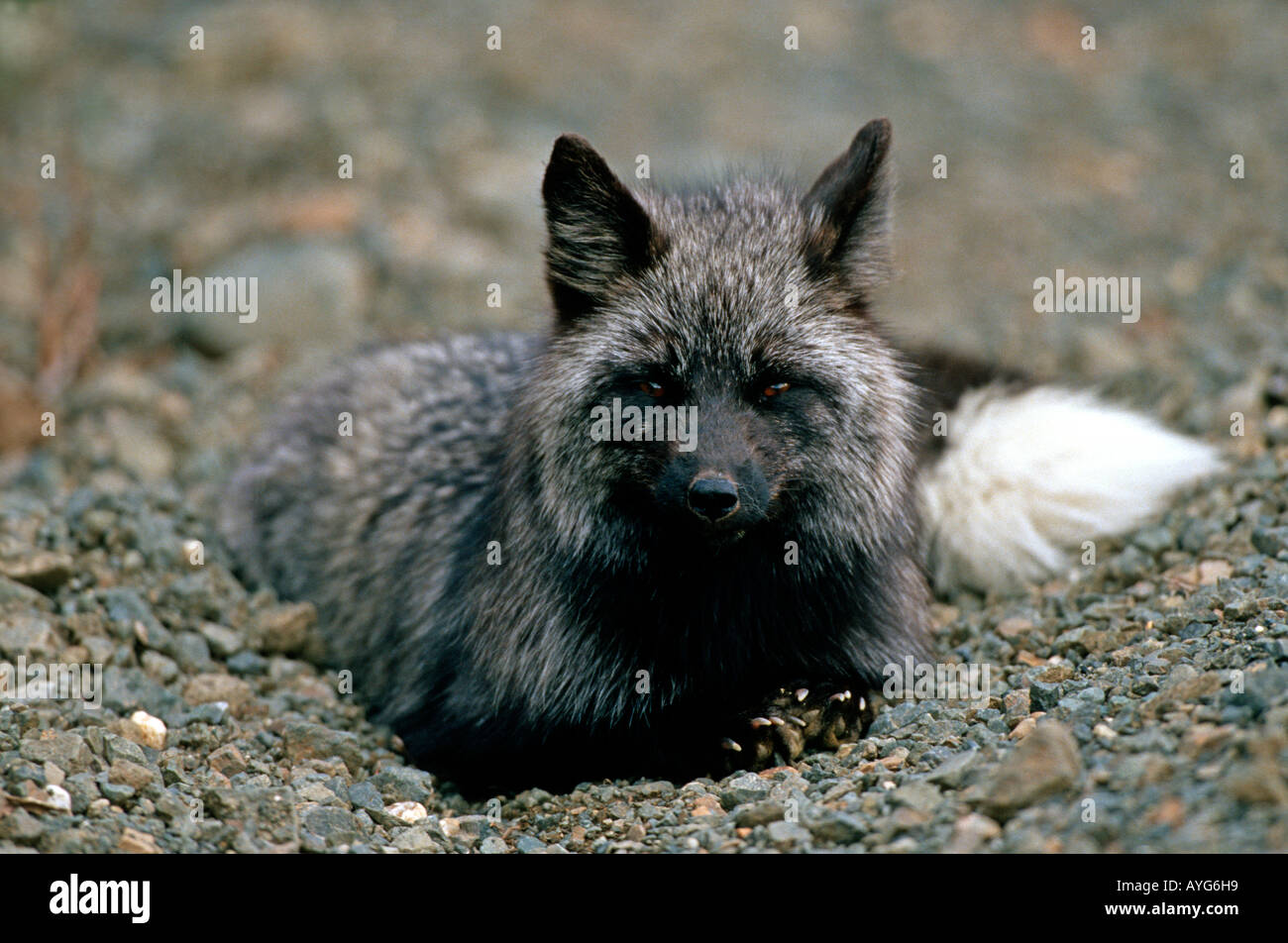 Silver fox hunting hi-res stock photography and images - Alamy