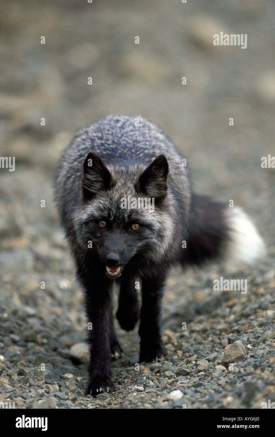 The silver fox hi-res stock photography and images - Alamy