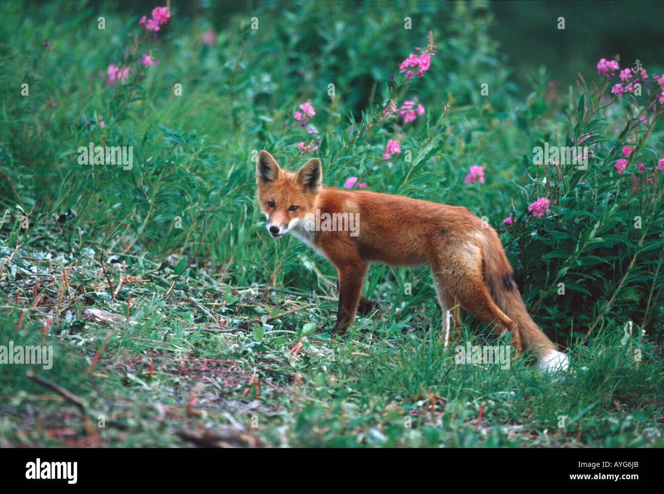 Red Fox in Denali National Park, Shot in the wild Stock Photo - Alamy