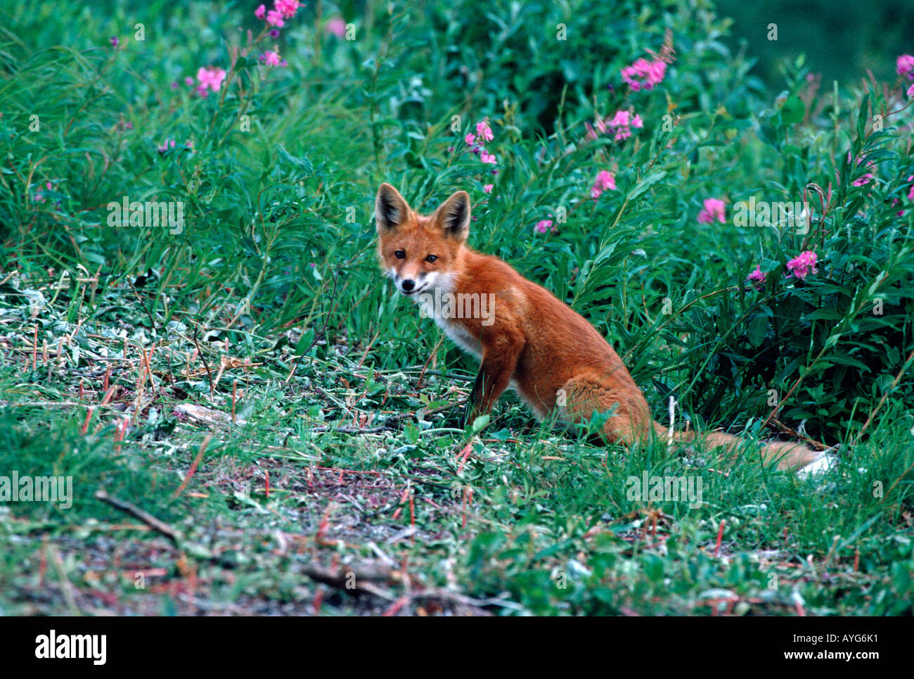 Red fox smart animal photo hi-res stock photography and images - Alamy