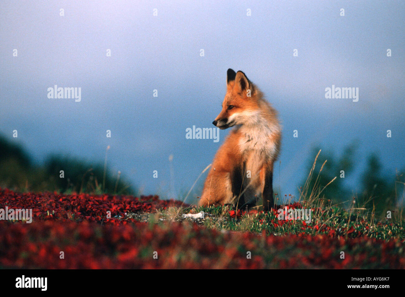 Red fox smart animal photo hi-res stock photography and images - Alamy
