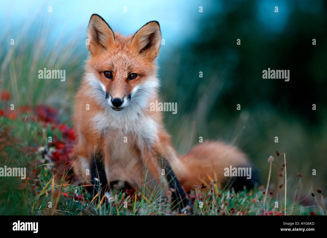 Red fox smart animal photo hi-res stock photography and images - Alamy