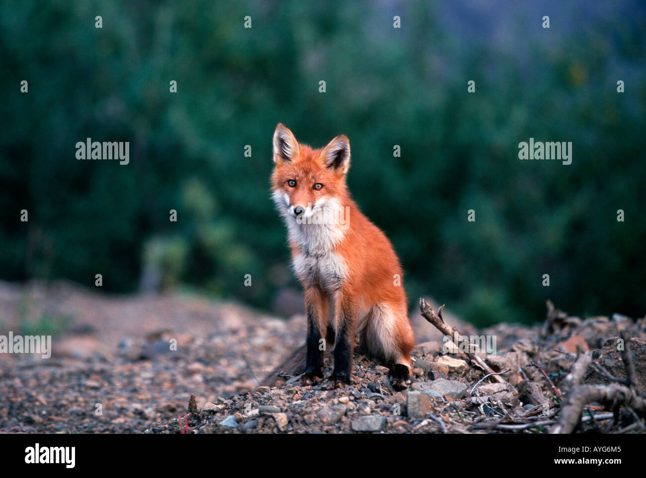 Red Fox in Denali National Park, Shot in the wild Stock Photo - Alamy