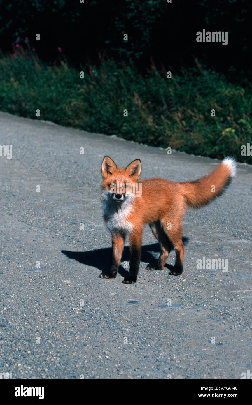 Red fox in denali hi-res stock photography and images - Alamy