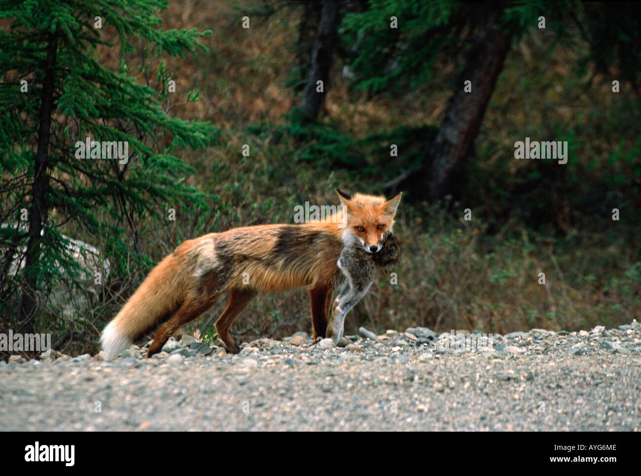 Red Fox in Denali National Park, Shot in the wild Stock Photo - Alamy