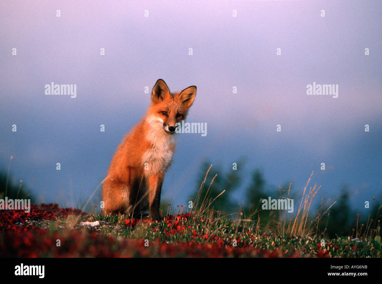 Red Fox in Denali National Park, Shot in the wild Stock Photo - Alamy