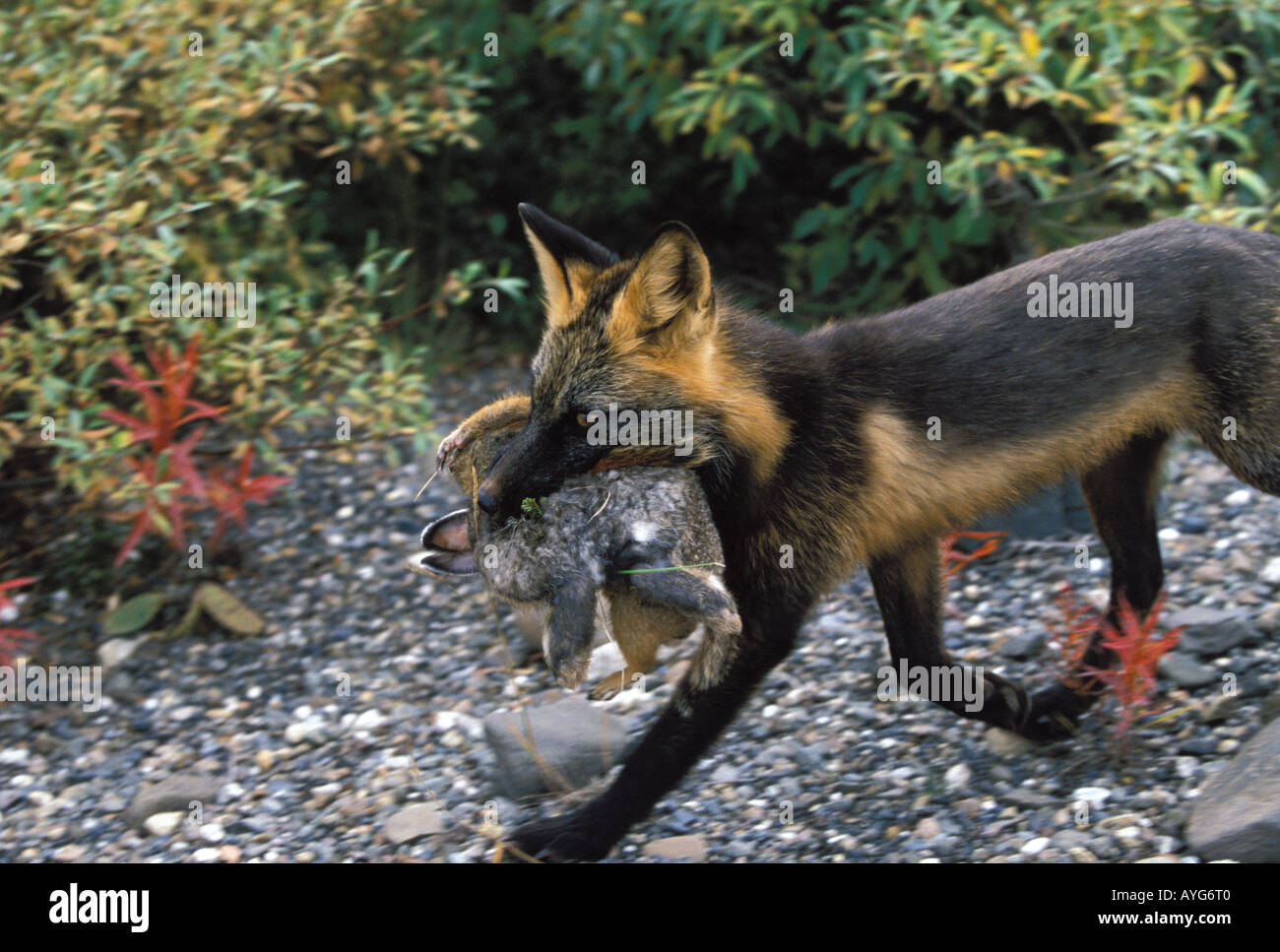 Red Fox in Denali National Park, Shot in the wild Stock Photo - Alamy