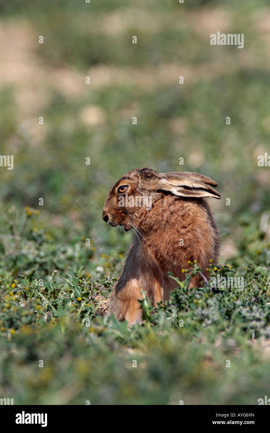 Brown hare Lepus europaeus sitting looking relaxed Therfield ...