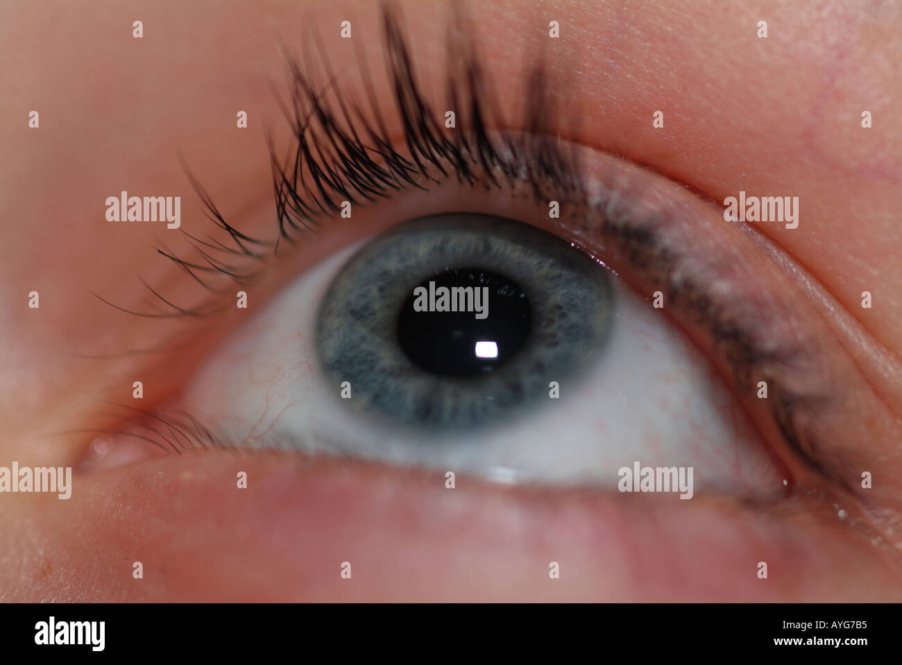 Occular High Resolution Stock Photography and Images - Alamy