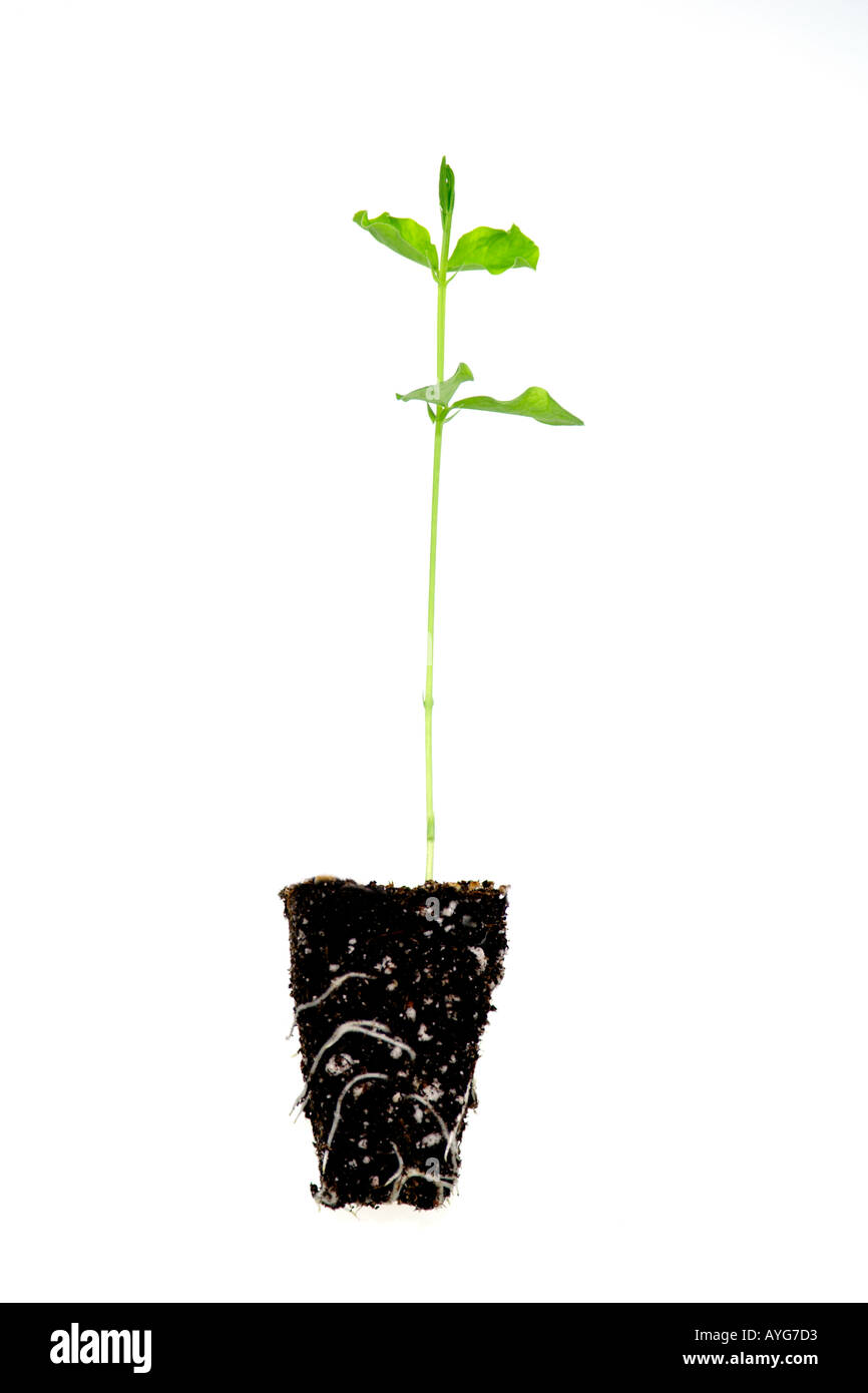 Pea plant roots hi-res stock photography and images - Alamy